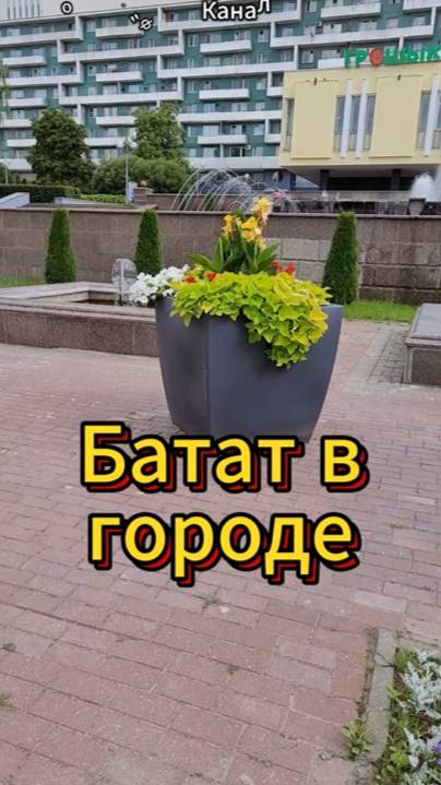 Батат В городе