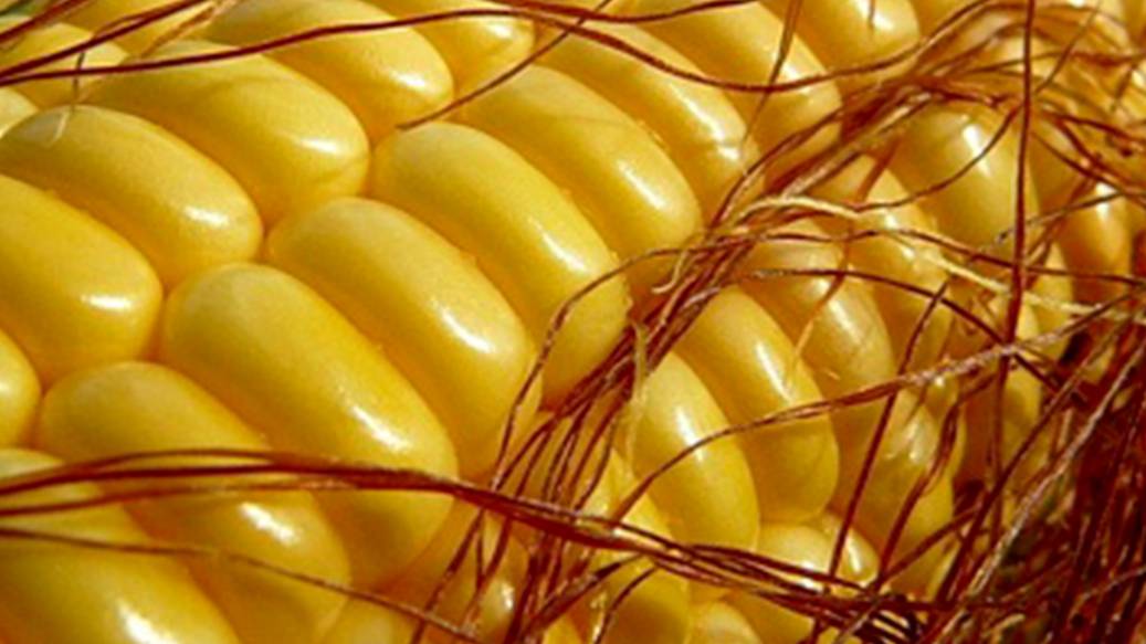 Как насадить на крючок хлеб, кукурузу и геркулес.