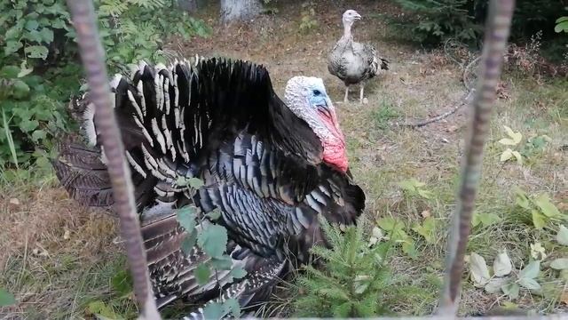 Ах, какой индюк! Да, весь распупыренный! Да, ещё угрожает!