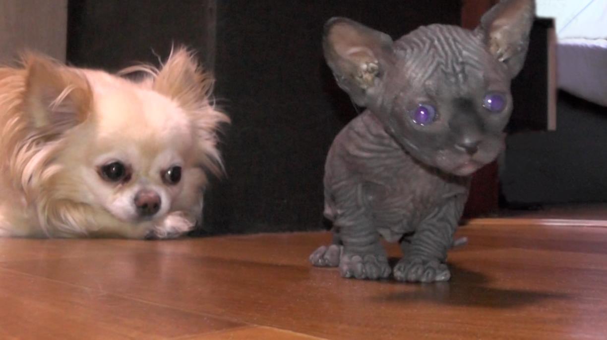 ✅ Котенок сфинкс и собака чихуахуа. Как котенок искал мамочку. Наши питомцы. kitten and dog