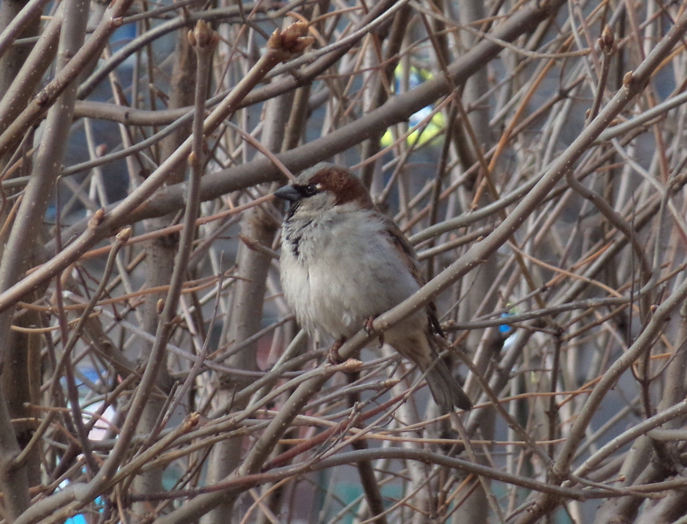 Пение домового воробья