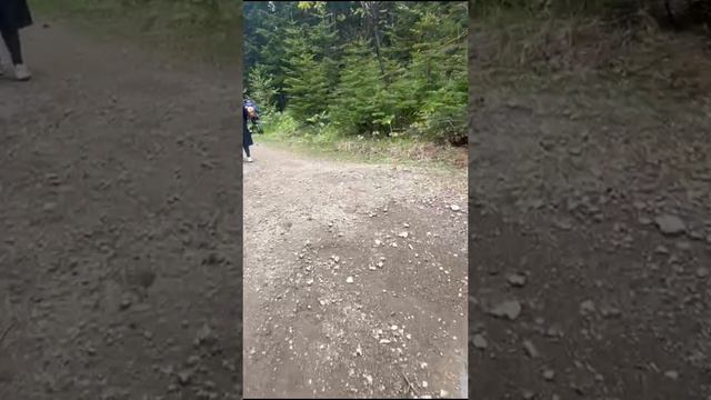 Экскурсия на мысы Великан и Птичий на Сахалине, вышли из авто, далее дорога через лес видели медведя