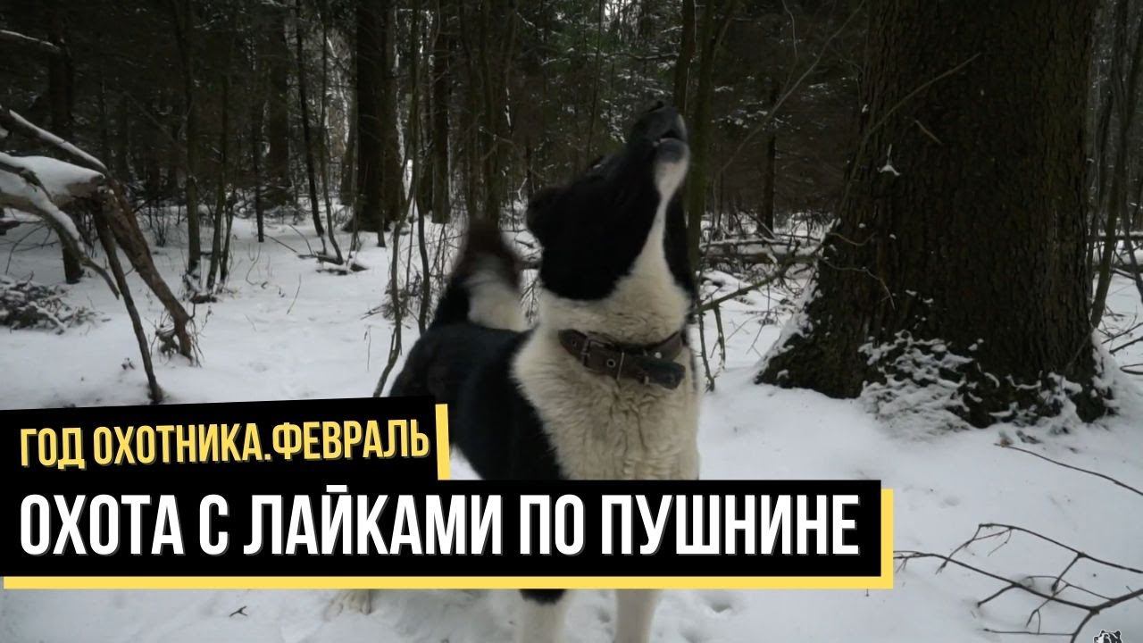 Охота с лайками по пушнине / Год охотника /#11