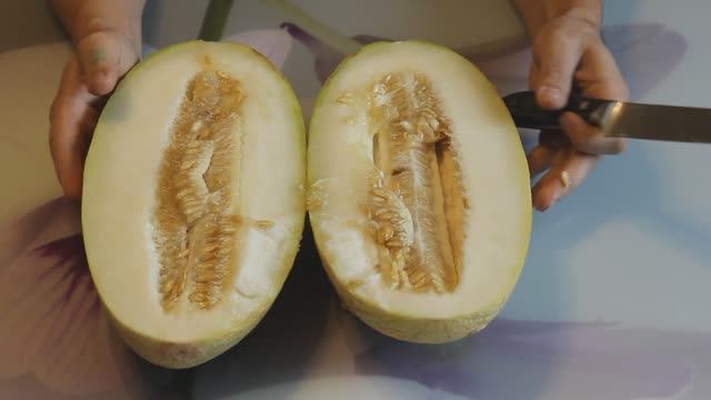 Дыня Мирзачульская. Урожай четвертого куста.