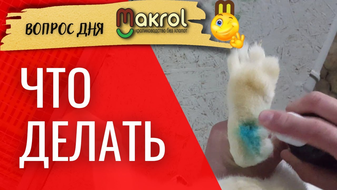 ⁉Натоптыши на лапах кролика. Откуда берутся и как вылечить