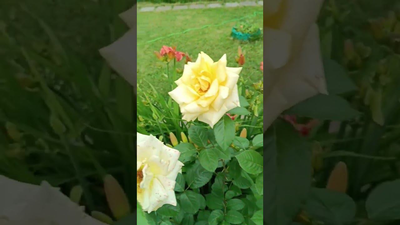 Красота. Цветы. Дача Клён. Волоколамский район. 09 июля 2024. Автор видео Pion4k. Часть 3