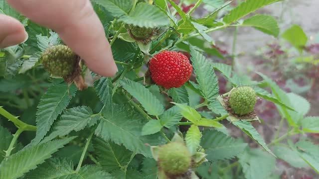 Поспевает тибетская малина.