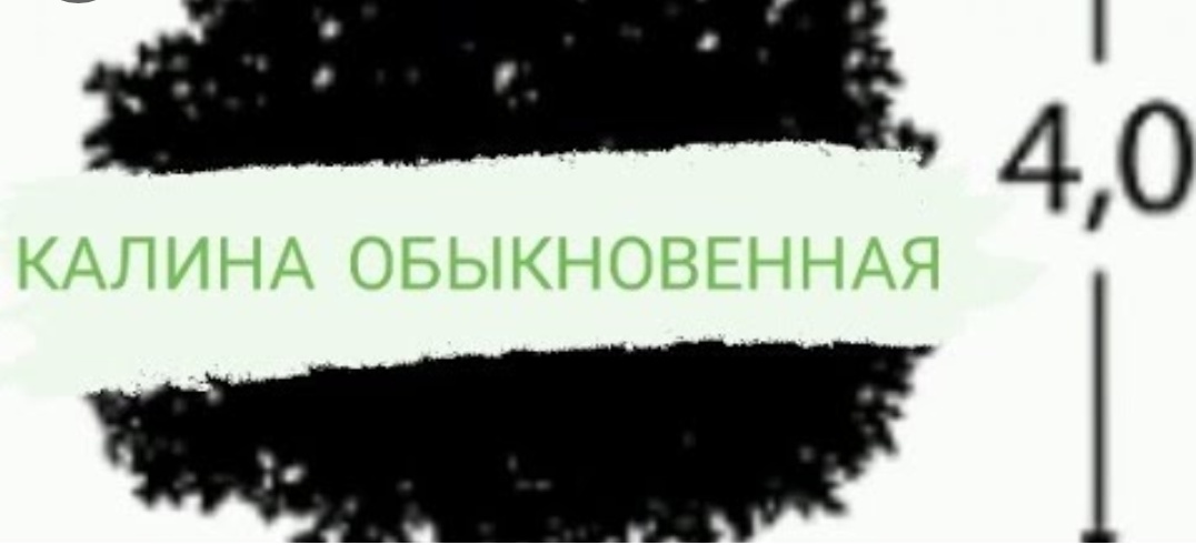 Калина обыкновенная. Viburnum opulus.