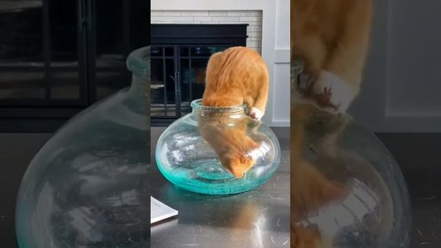 Кот застрял в вазе! - Смешные коты - Кот влез в чашку! -Тренды из Тик тока 2022! #5