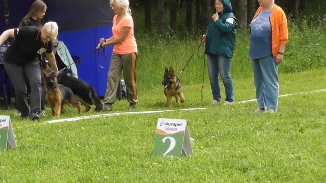 овчарка, выставка собак в Великом Новгороде 19 июня 2022