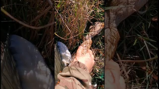 Желуди из добытых уток