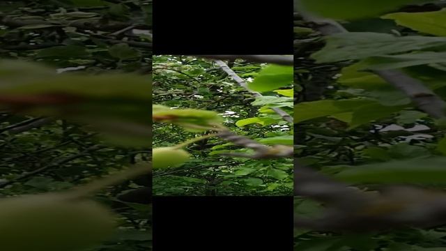 Завязь сливы