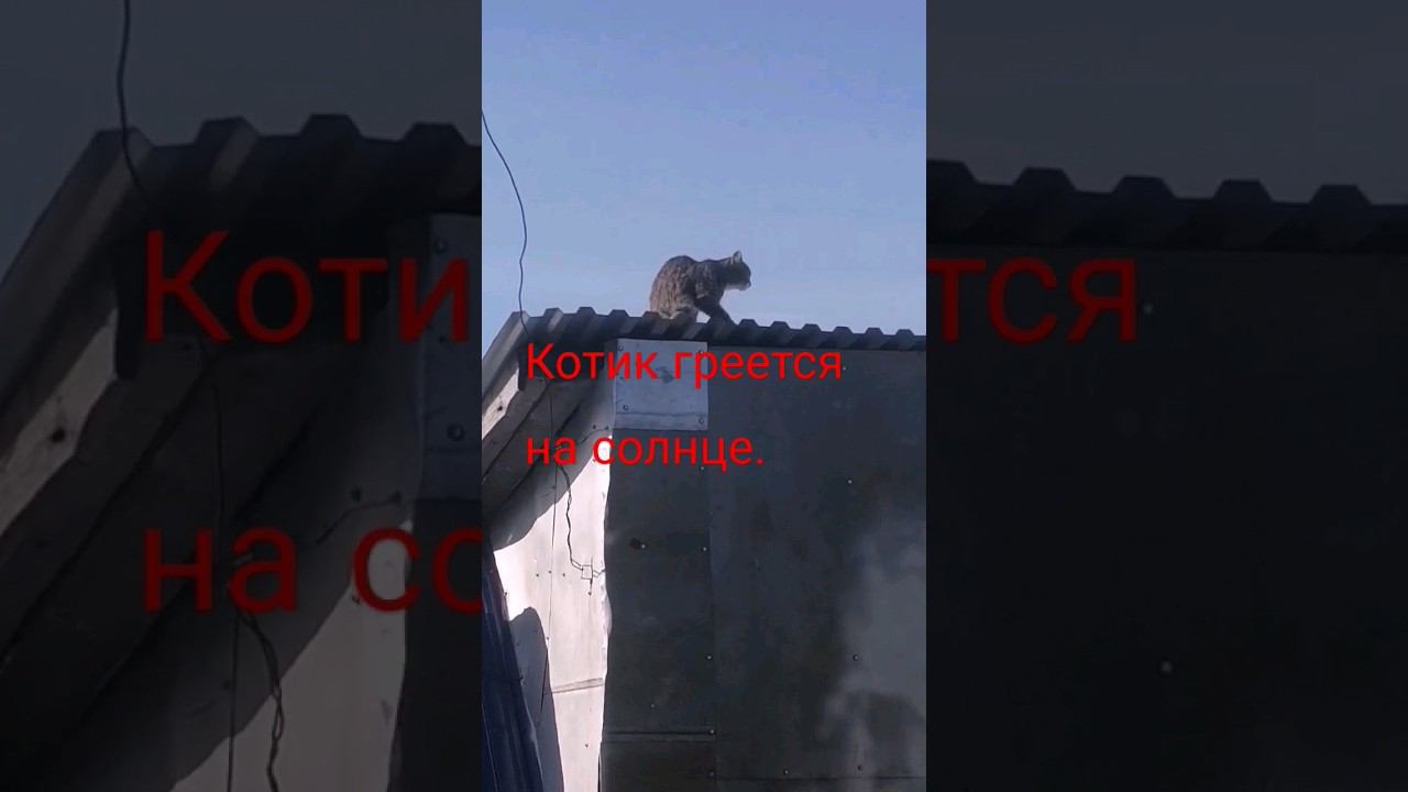 Котик греется на солнце. Первый весенний день.