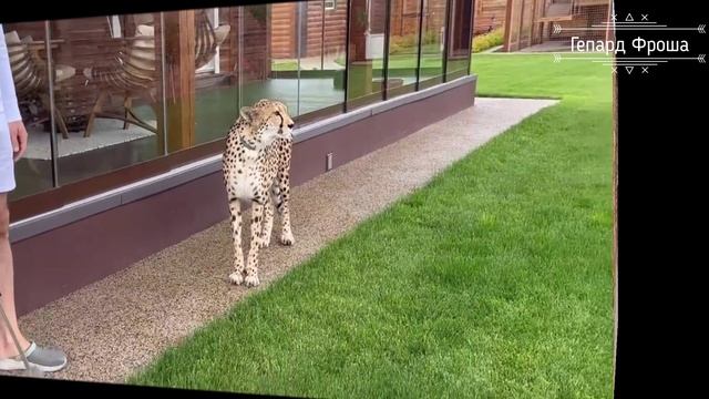 Красавица Гепард Герда-3