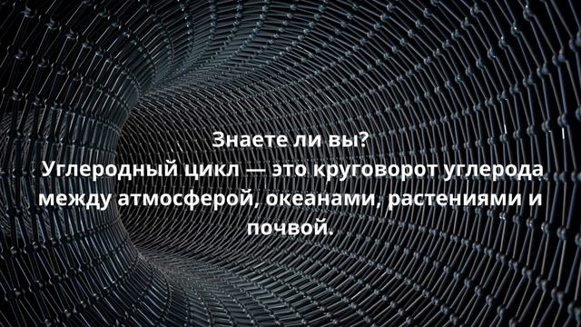 Круговорот Углерода