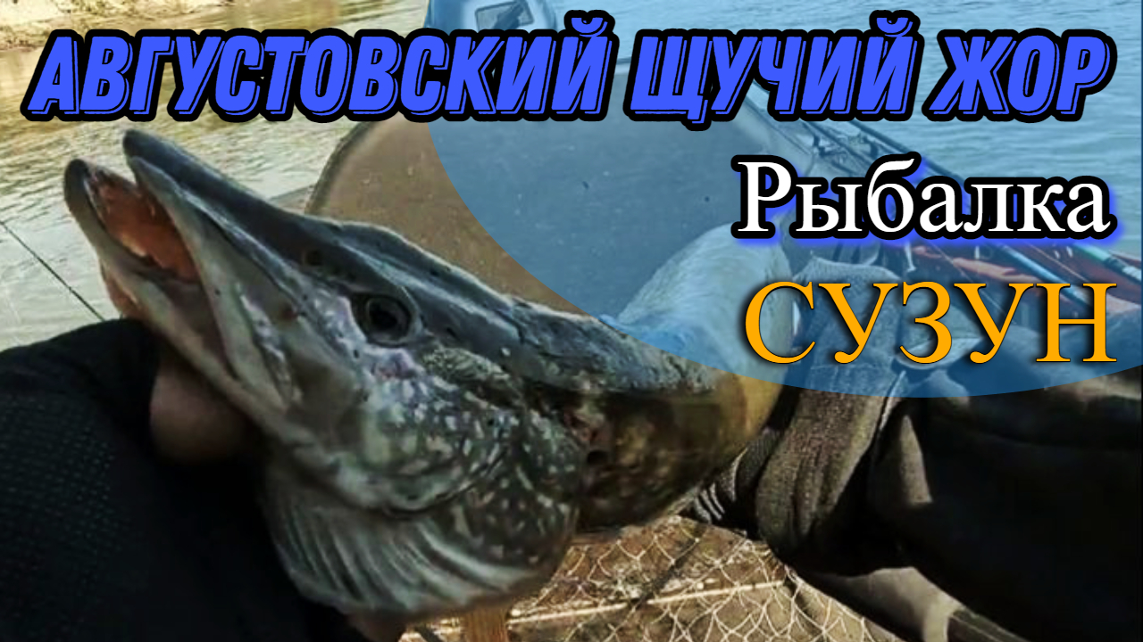 Рыбалка на Оби (Сузун) 28 августа 2022 г. Конец августа, время щучьего жора, джиг, Щука, судак,