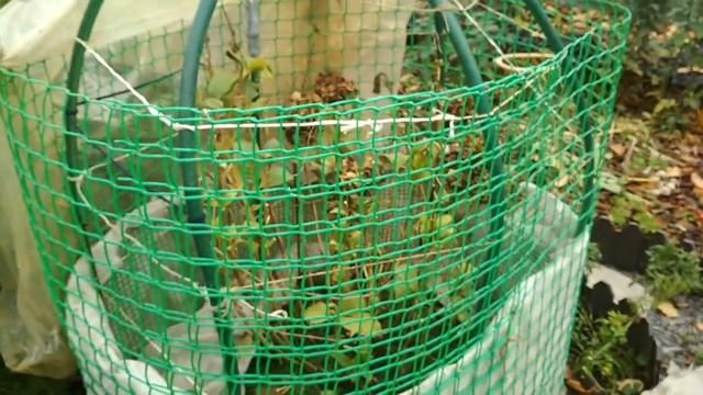 Гортензия крупнолистная, подготовка и укрытие в зиму