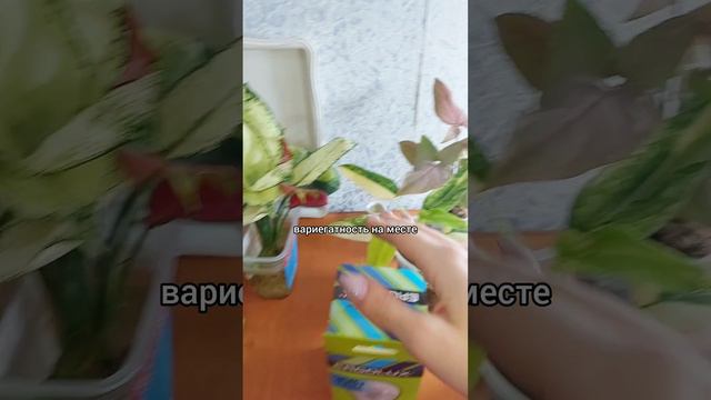 Температура лампочек для растений💡Итоги эксперимента от 20.01.24🌿 #цветы #освещение #уход #shorts