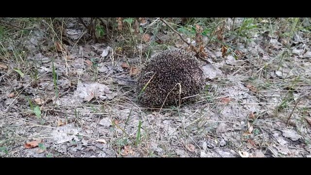 третья встреча с ежом