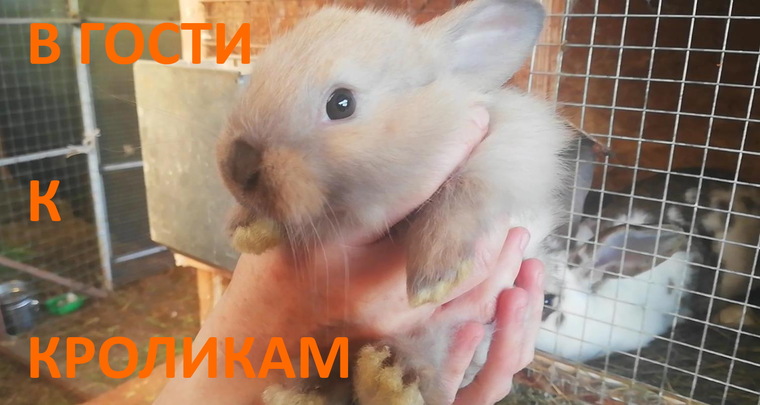 В гости к кроликам