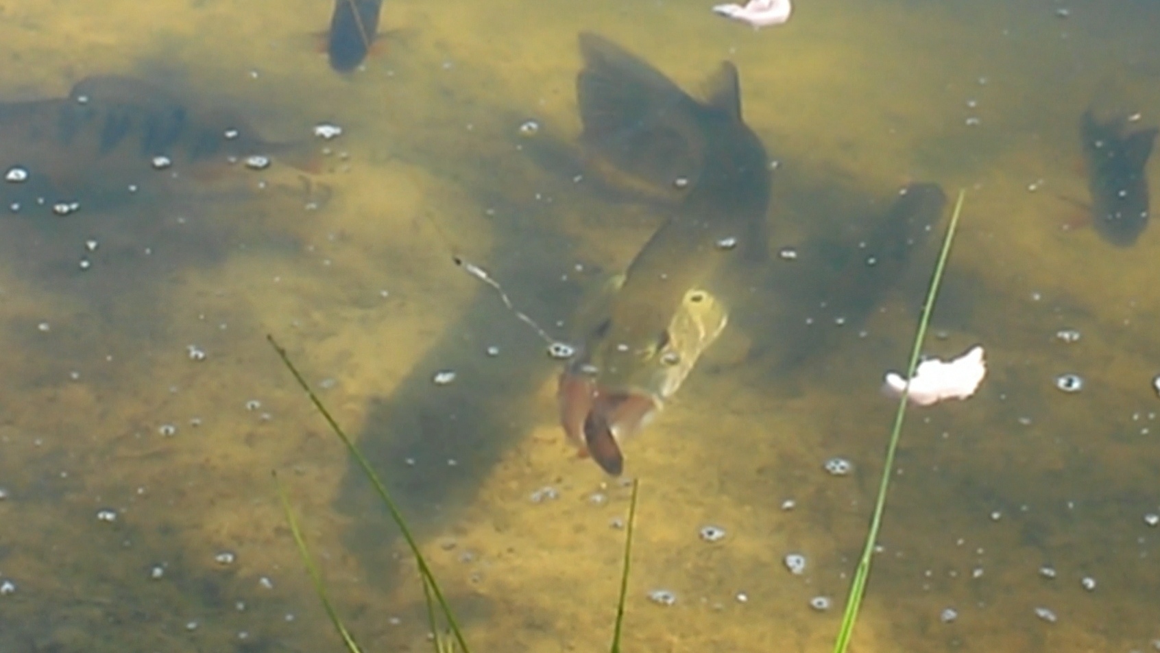 Речной окунь как ловить