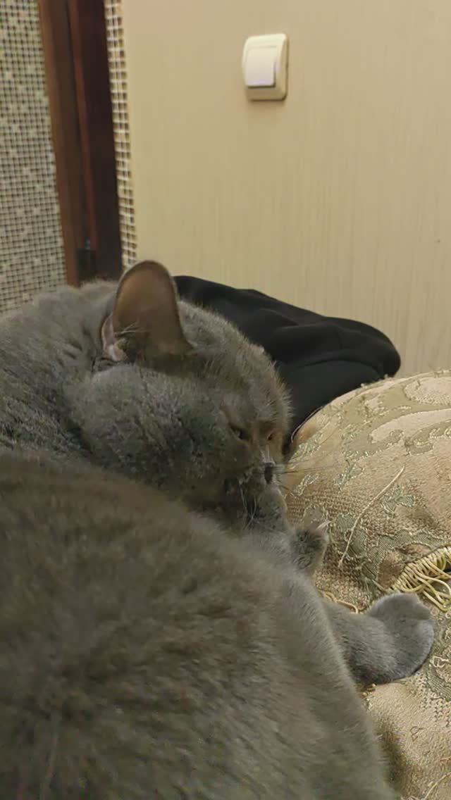 Все кошки делают это