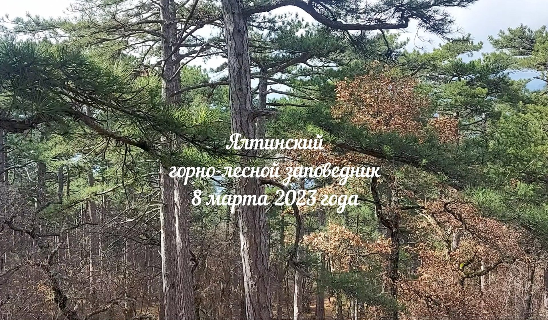 Ялтинский горно-лесной заповедник 08.03.2023