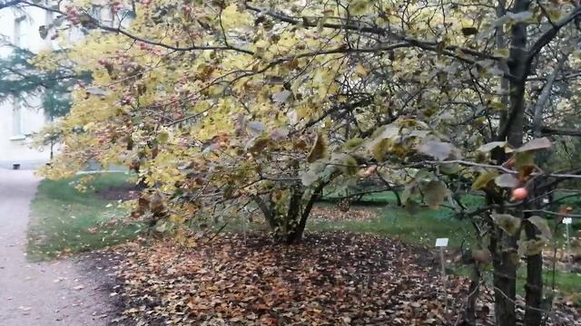 Ботанический сад. Хельсинки. Финляндия.