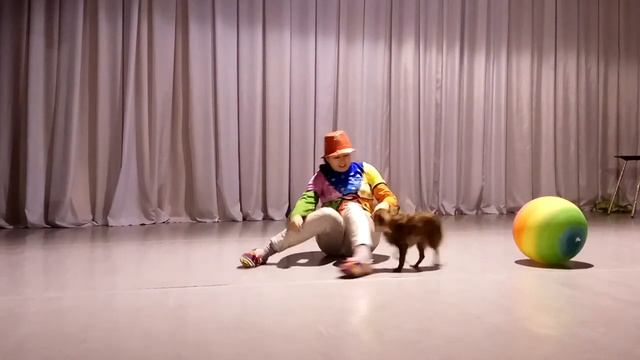 дрессировка чихуа