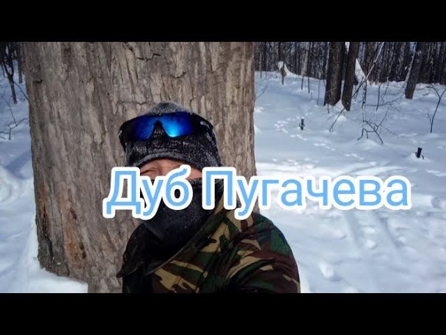 Дуб Пугачева 2