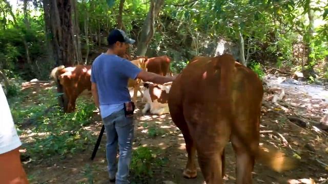 Русские в Мексике. Как мы мексиканских коров пасли. Экскурсия на МЕКСИКАНСКОЕ РАНЧО.  MICHOACAN.