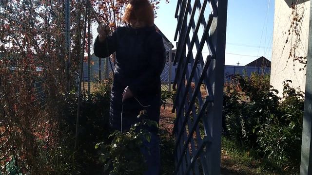 Как пригнуть розу  с жёсткими побегами на зиму