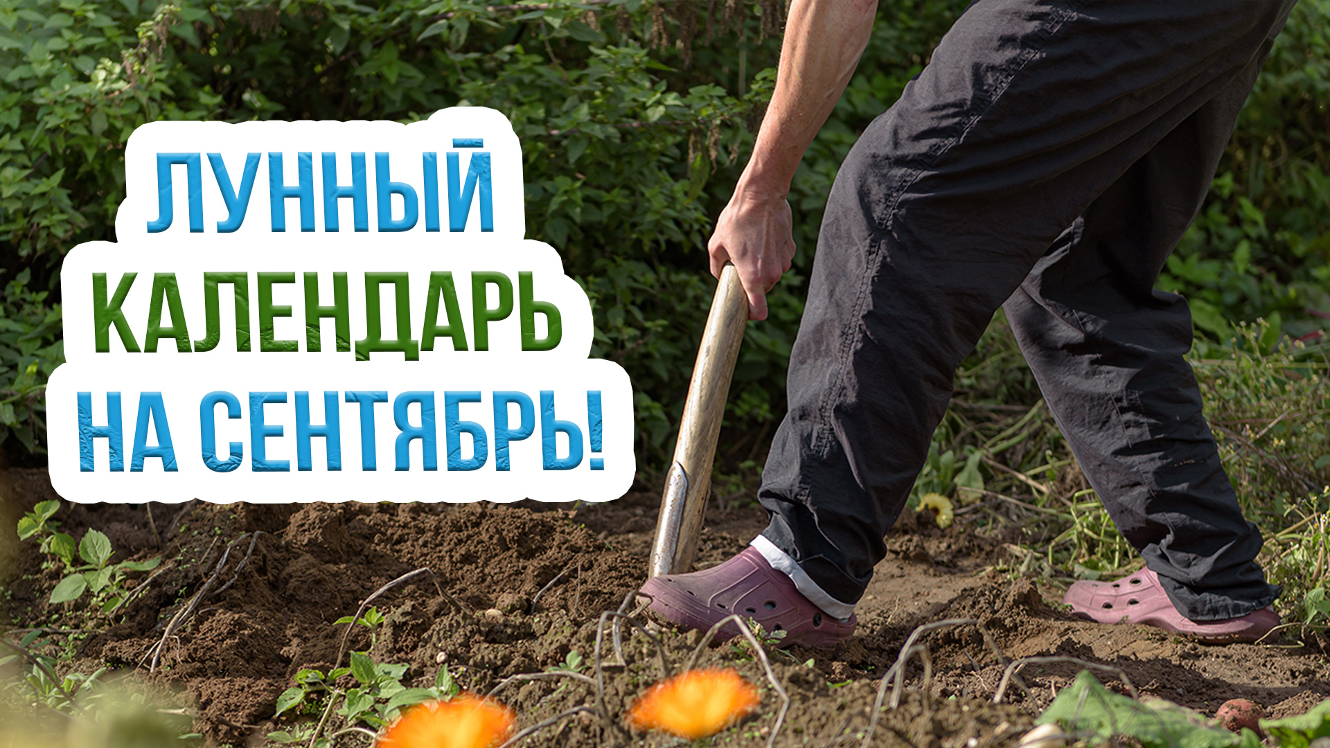 Благоприятные дни для работ в сентябре 2022. Лунный календарь работ огородника и садовода