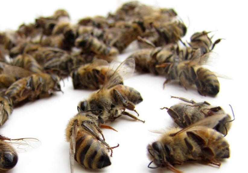 в одном отводке много осыпавшего за зиму клеща Варроа - хочу произвести обработку от клеща