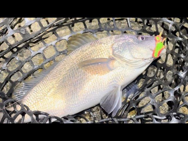 GRfish рыболовный подсак. Обзор. Нужен ли подсак при ловле горбыля?