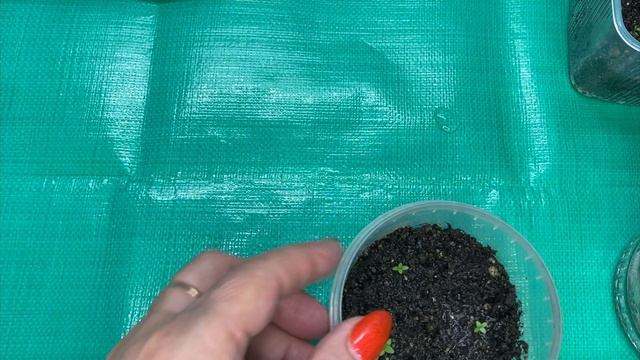 Сравнение всходов  эустомы в торфяных таблетках и в грунте, история по гадкого утенка.