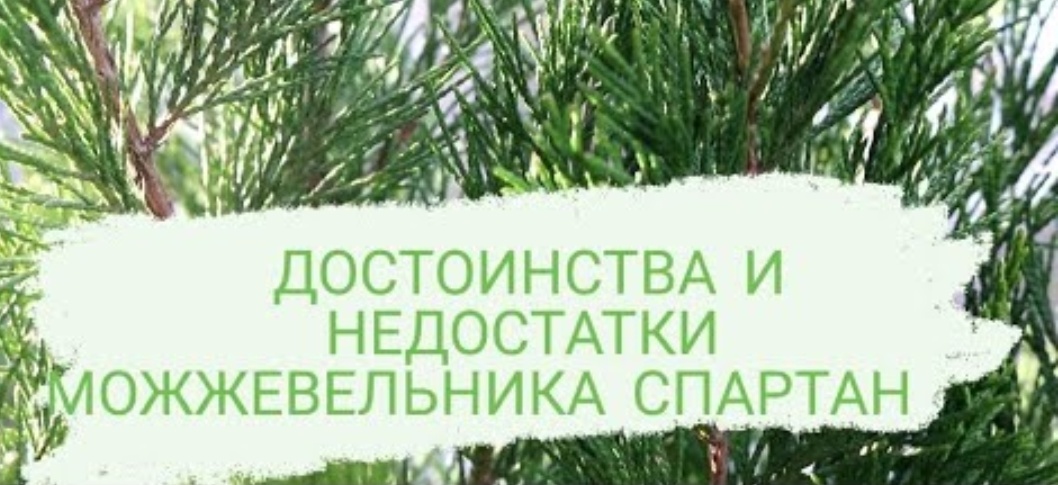 ДОСТОИНСТВА И НЕДОСТАТКИ МОЖЖЕВЕЛЬНИКА КИТАЙСКОГО СПАРТАН!