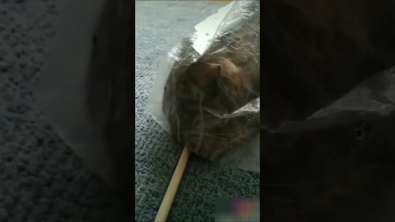 Кошка атакует #shorts #short #shortvideo #shortsvideo #кот #кошки #cat #cats #catlover #catlover