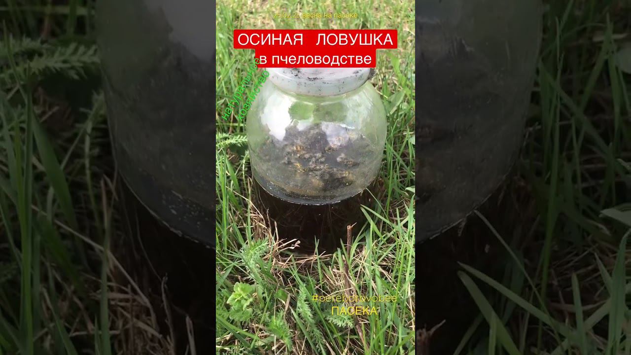 Осиная ловушка! Пчеловодство! | #pereborovobee #пасека #весна #bee #honey