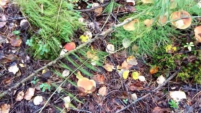 Опять за грибами! Привезла себе работы!!! Сколько их переработать теперь надо !!!