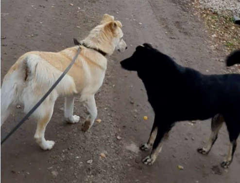 Встреча Беляша с местными песелями.