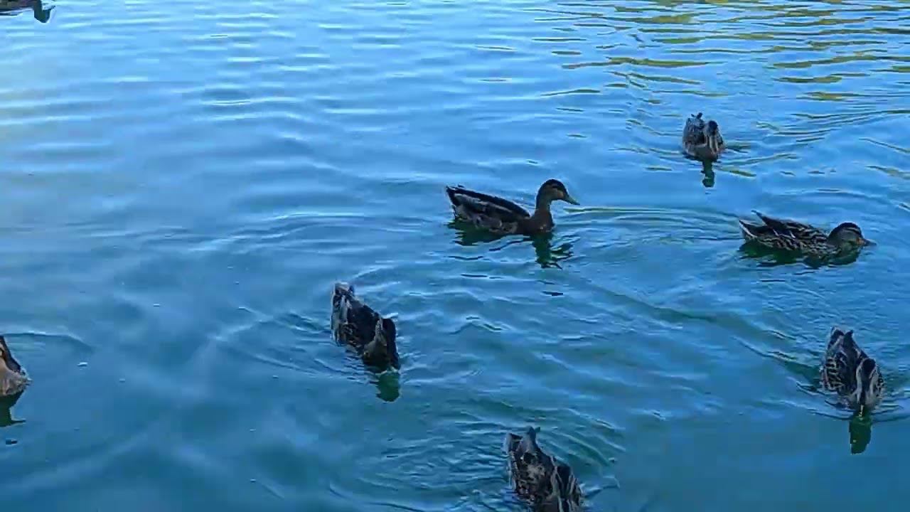 Парк культуры и отдыха им. 30 лет ВЛКСМ. г.Омск. Прогулка по парку летом.