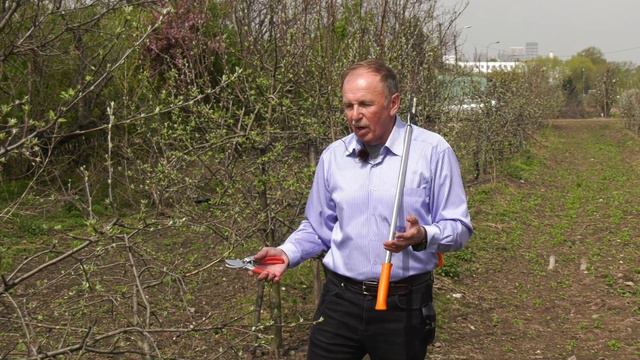 Как ухаживать за плодово-ягодными культурами?