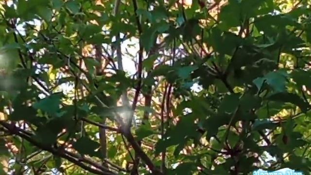 Звуки деревенского утра...