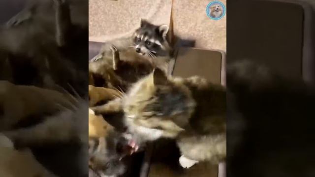 Смешные животные #46.mp4