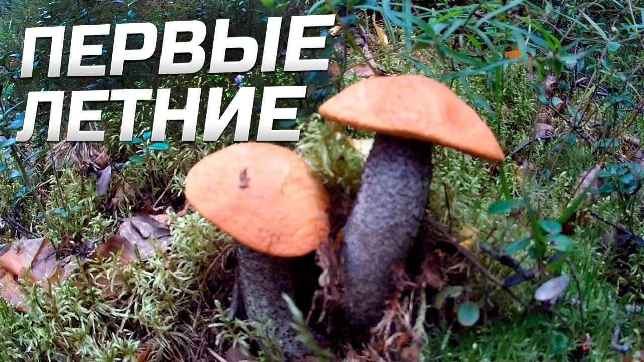 БЕЛЫЕ ЕСТЬ. Первый поход за грибами. 9 августа 2024