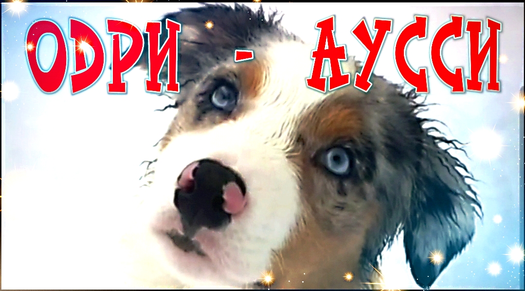 Одри  - австралийская овчарка.