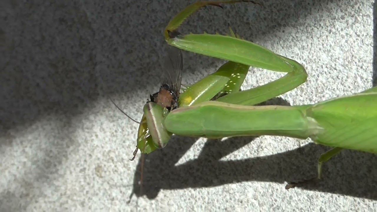 Богомол - жуткий хищник и помощник садовода-огородника
