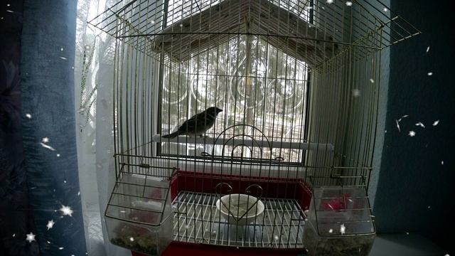 Чик чирикает "9вал" биг.