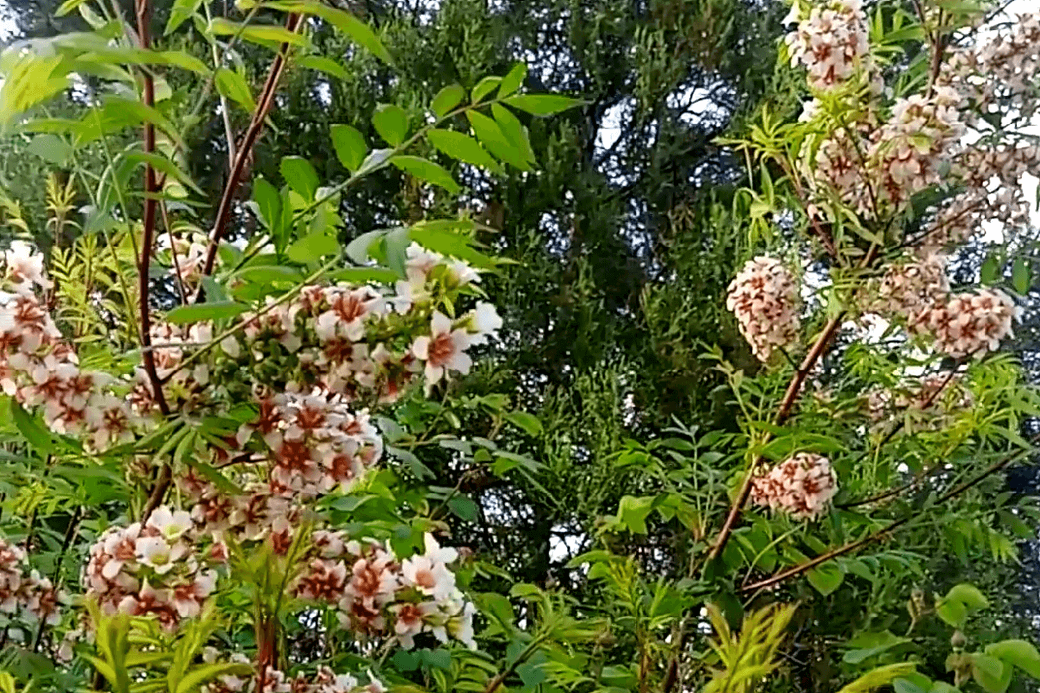 Ксантоцерас рябинолистный, Чекалкин орех (Xanthoceras Sorbifolium)
